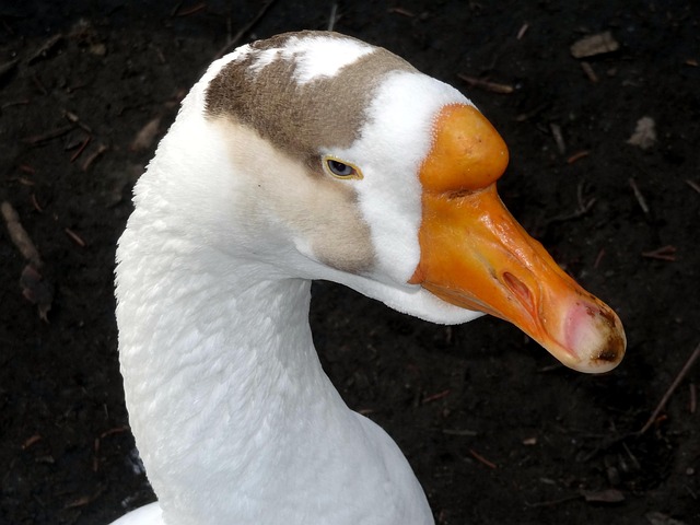 Goose Close Up Portrait - Free photo on Pixabay - Pixabay