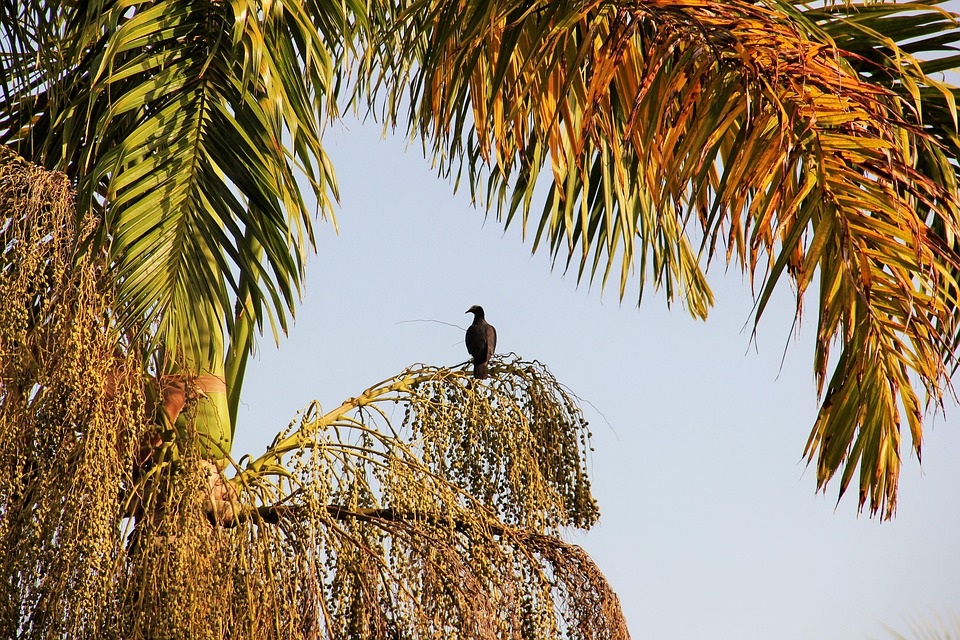 Bird Palm Tree Jamaica - Free photo on Pixabay