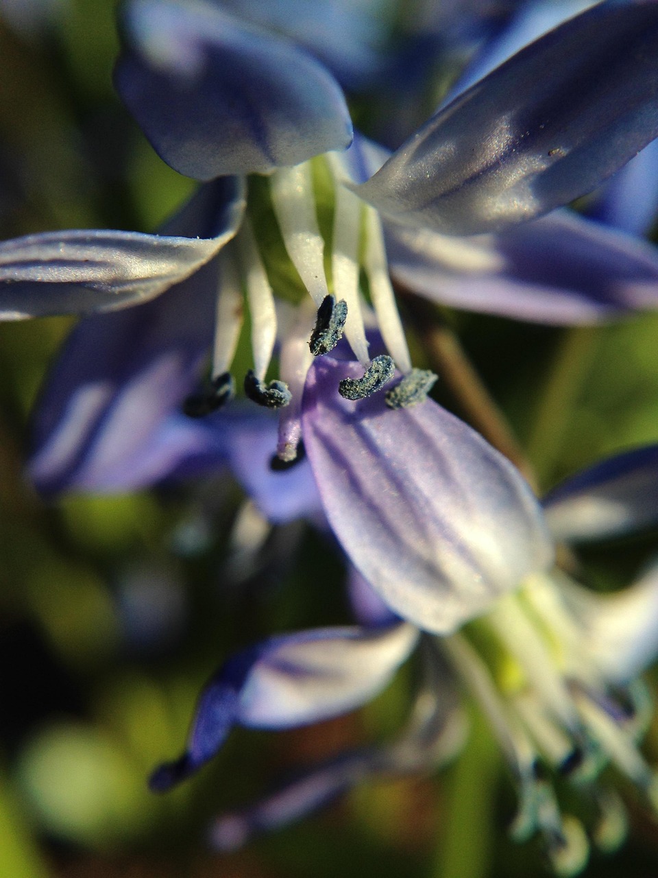 Pollen Fleur Macro - Photo gratuite sur Pixabay - Pixabay