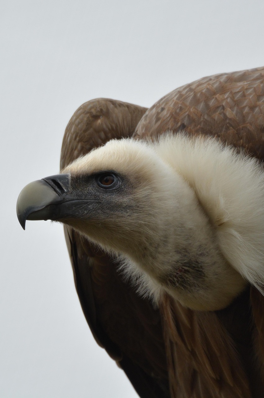 Vulture Bird Of Prey - Free photo on Pixabay - Pixabay