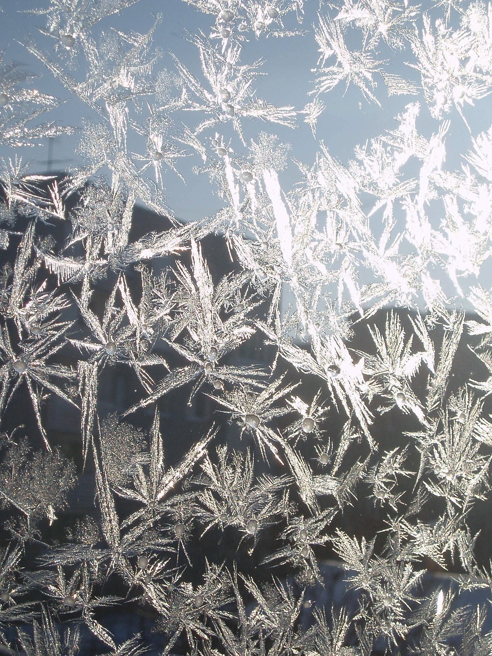 1+ Free Snowflower & Ice Photos - Pixabay