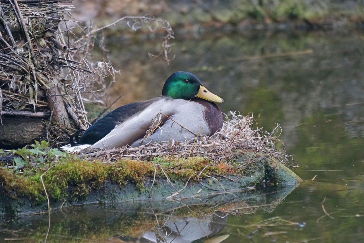 100+ Free Brooding Water & Brood Images - Pixabay