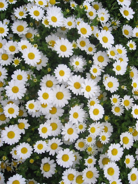 Daisy Margaret Flowers - Free photo on Pixabay