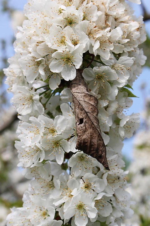 Flores Rama De Pera Primavera - Foto gratis en Pixabay - Pixabay