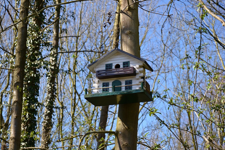 Bird Box Nest Forest - Free photo on Pixabay