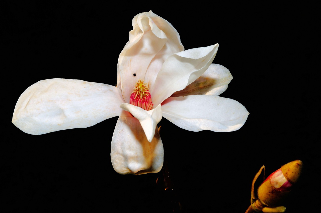 Magnolia Tulipán Flor Blanco - Foto gratis en Pixabay - Pixabay