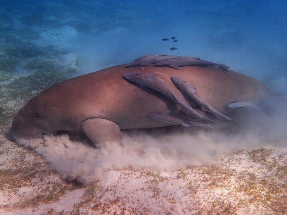 Dugongo Manatí Snorkel Mar - Foto gratis en Pixabay - Pixabay