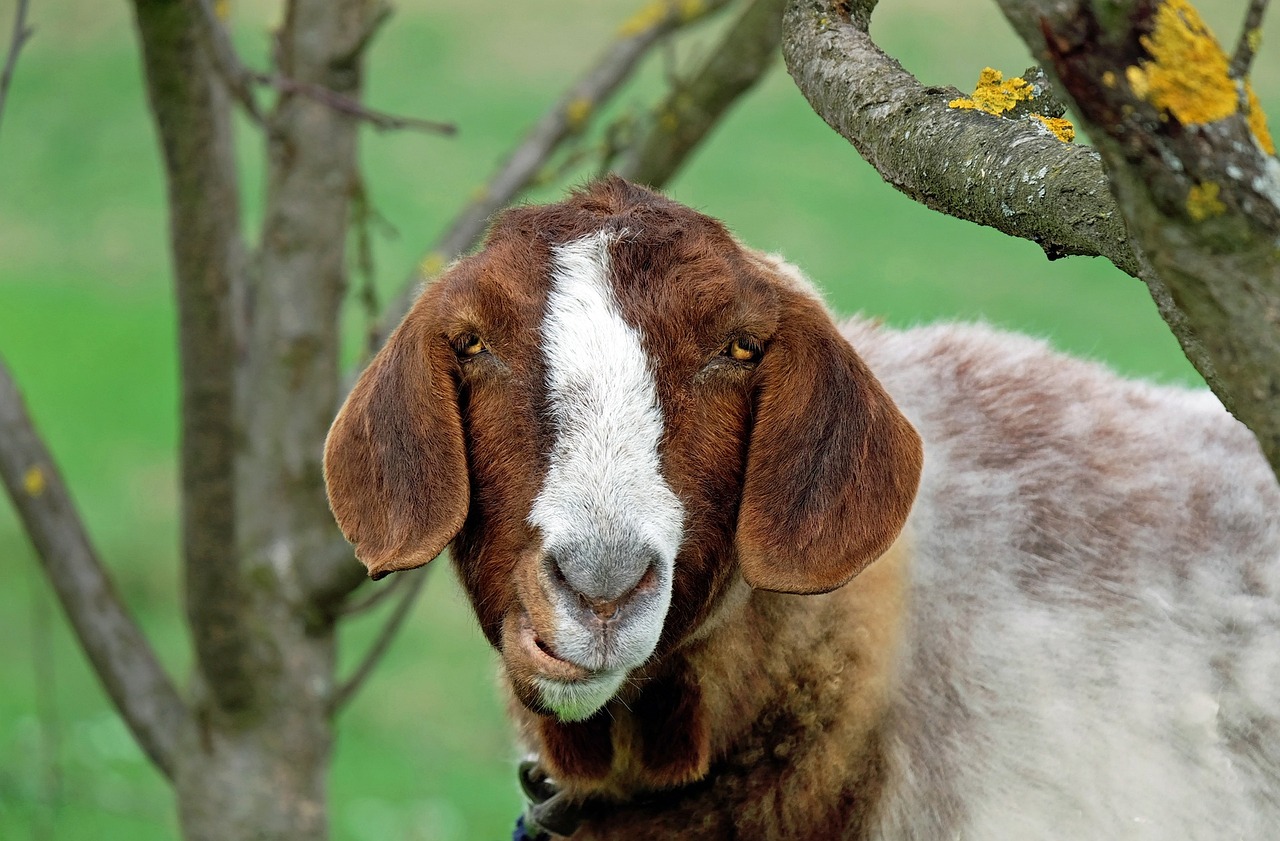 5,000+ Free Goat & Nature Images - Pixabay