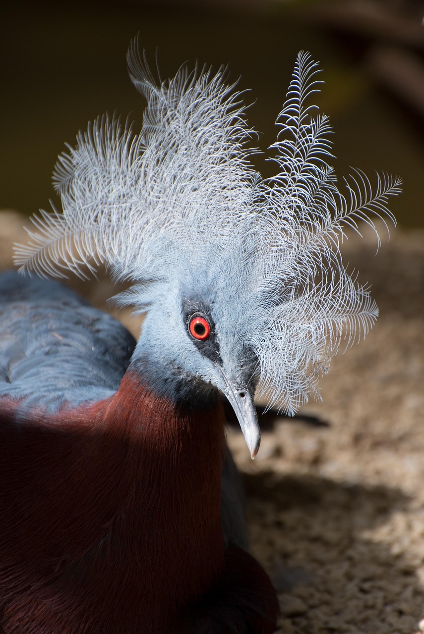 30,000+ Free Bird Nice & Nature Images - Pixabay