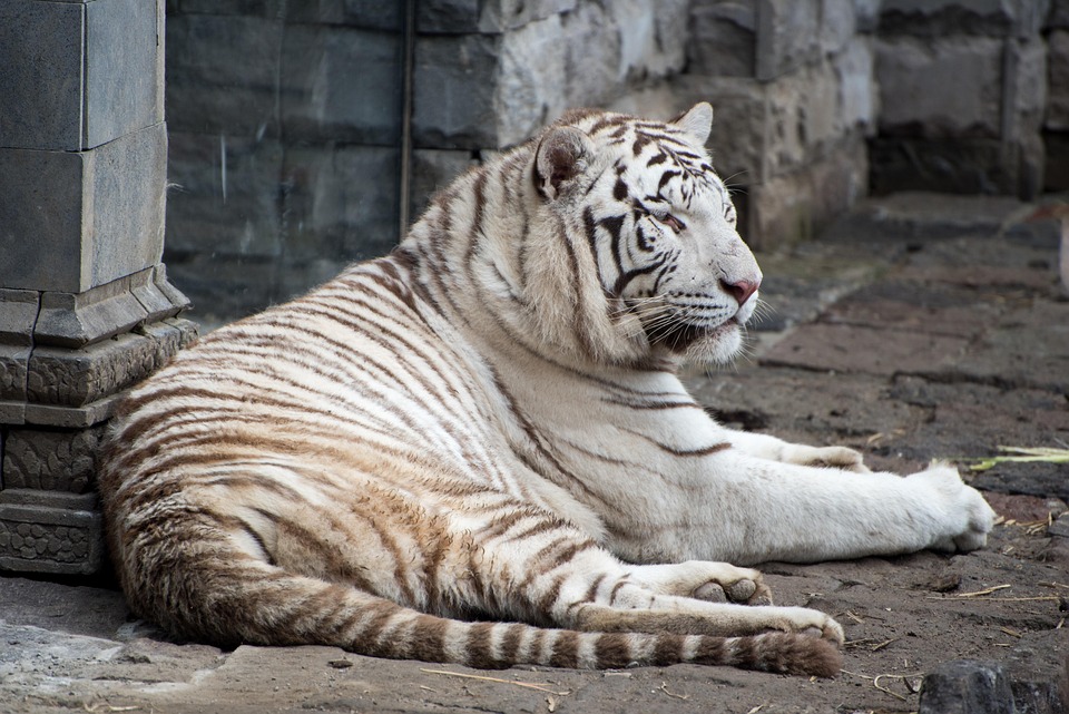 Pairi Daiza Tigre Blanc Sauvage - Photo gratuite sur Pixabay