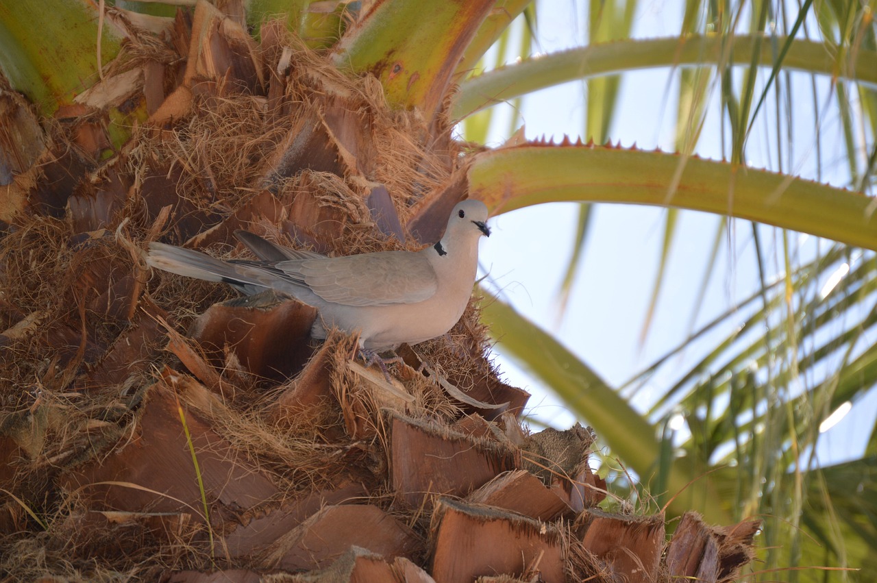 Colombe Oiseau Ailes - Photo gratuite sur Pixabay - Pixabay