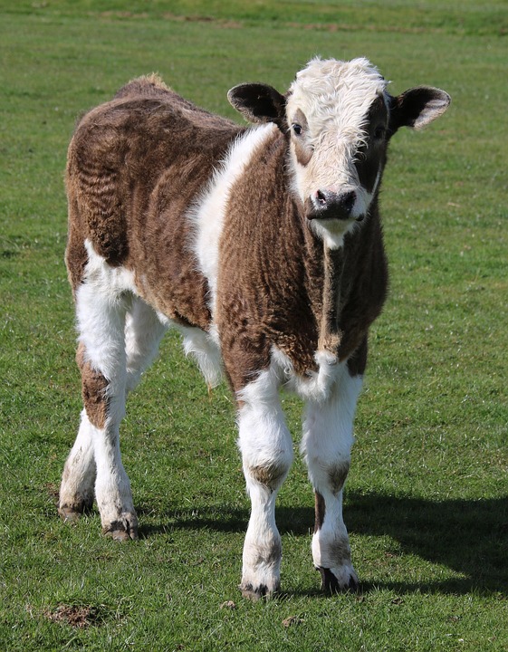 Calf Farm Grass - Free photo on Pixabay
