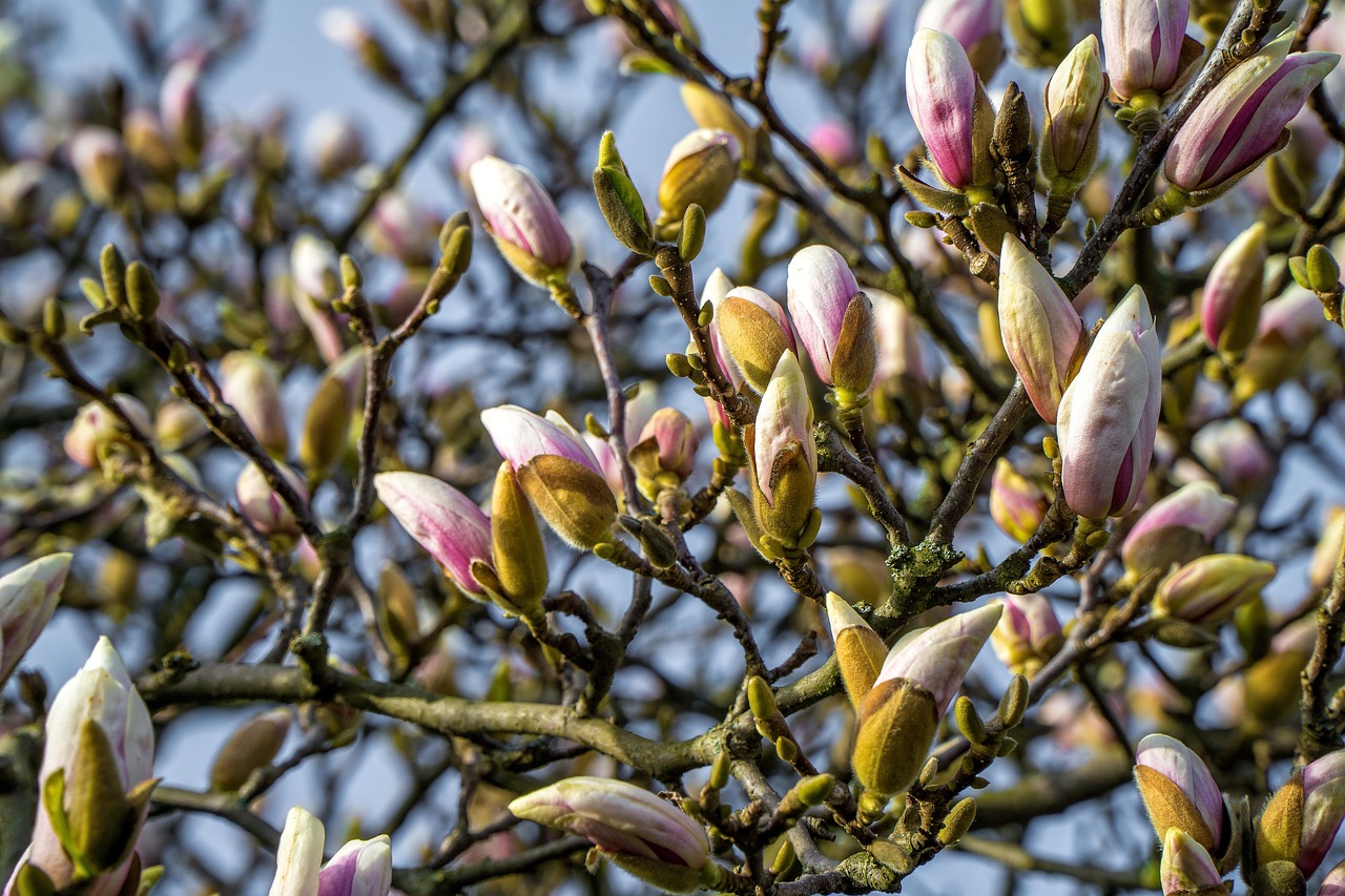 400+ kostenlose Magnolienblüten und Magnolie-Bilder - Pixabay