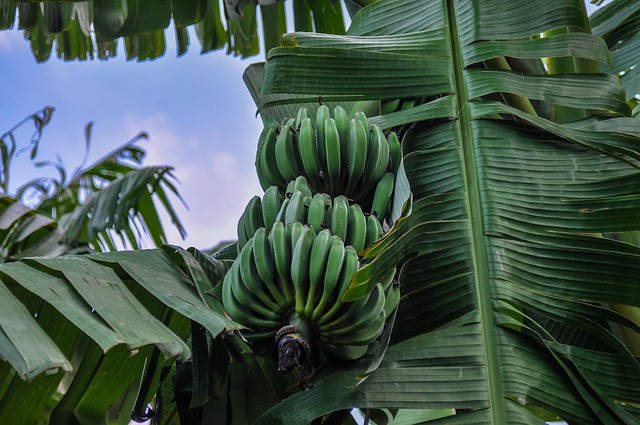Bananes Bananier Afrique - Photo gratuite sur Pixabay - Pixabay