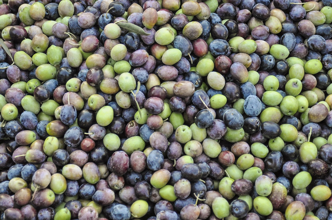 40,000+ Free Olive Tree & Nature Images - Pixabay