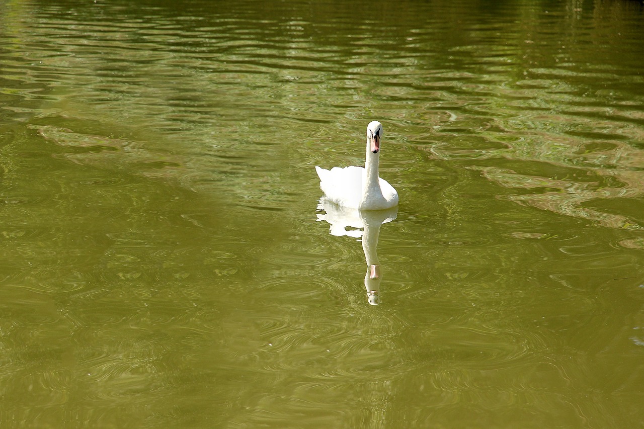 Cygne Lac L'Eau - Photo gratuite sur Pixabay - Pixabay