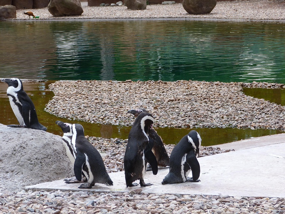 Animals Zoo Penguins - Free photo on Pixabay
