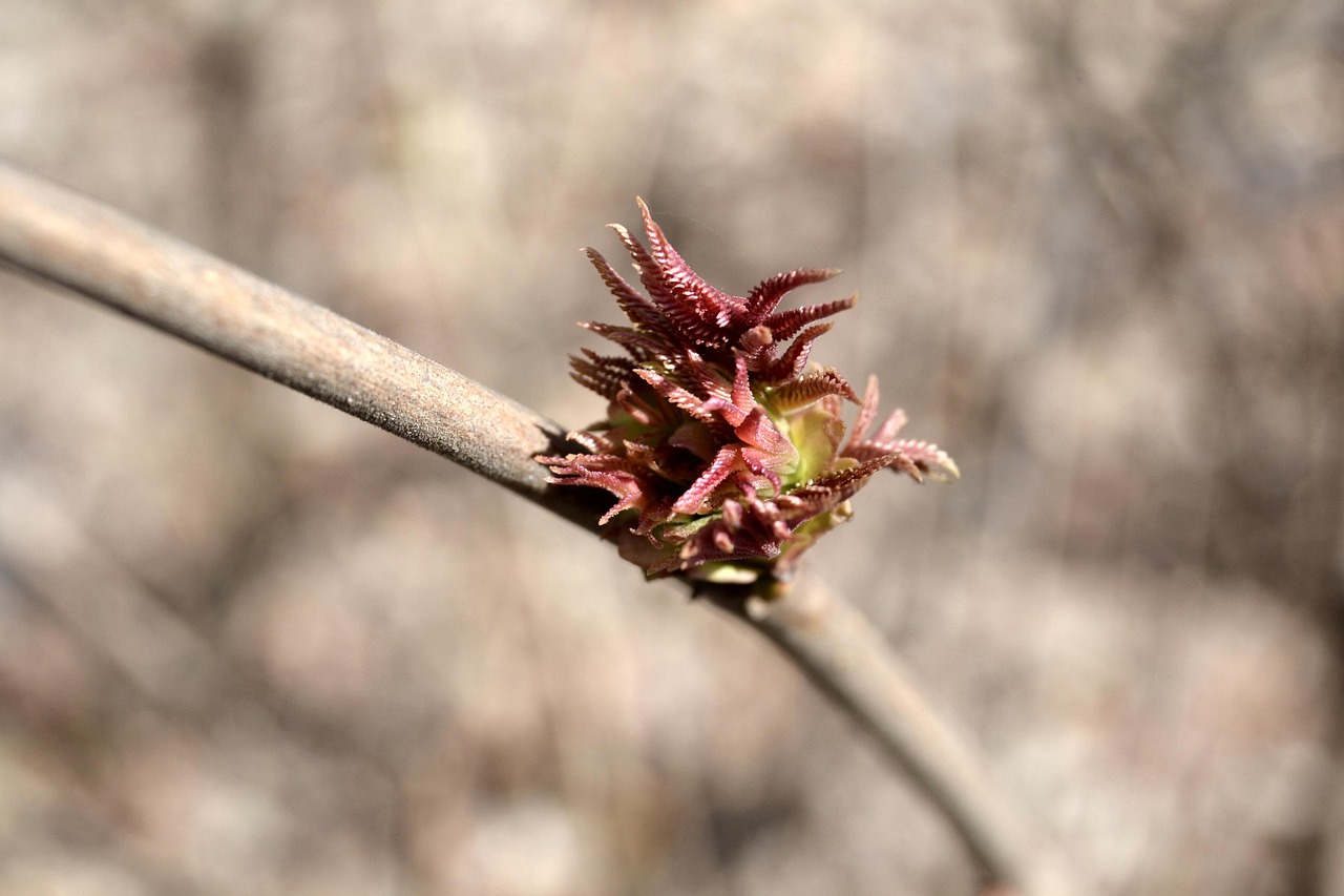 Bourgeon Le Printemps - Photo gratuite sur Pixabay - Pixabay