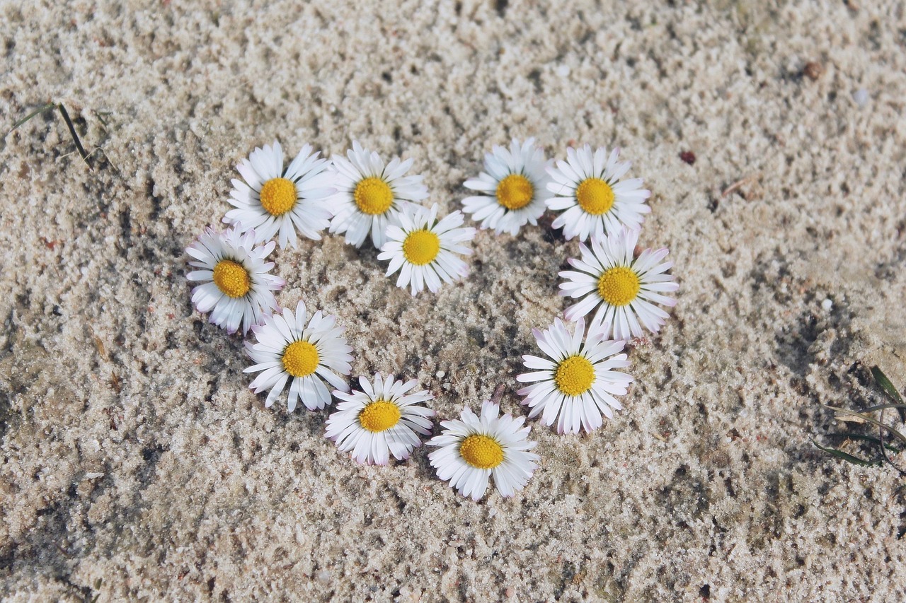 20,000+ Free Daisy Heart & Daisy Photos - Pixabay