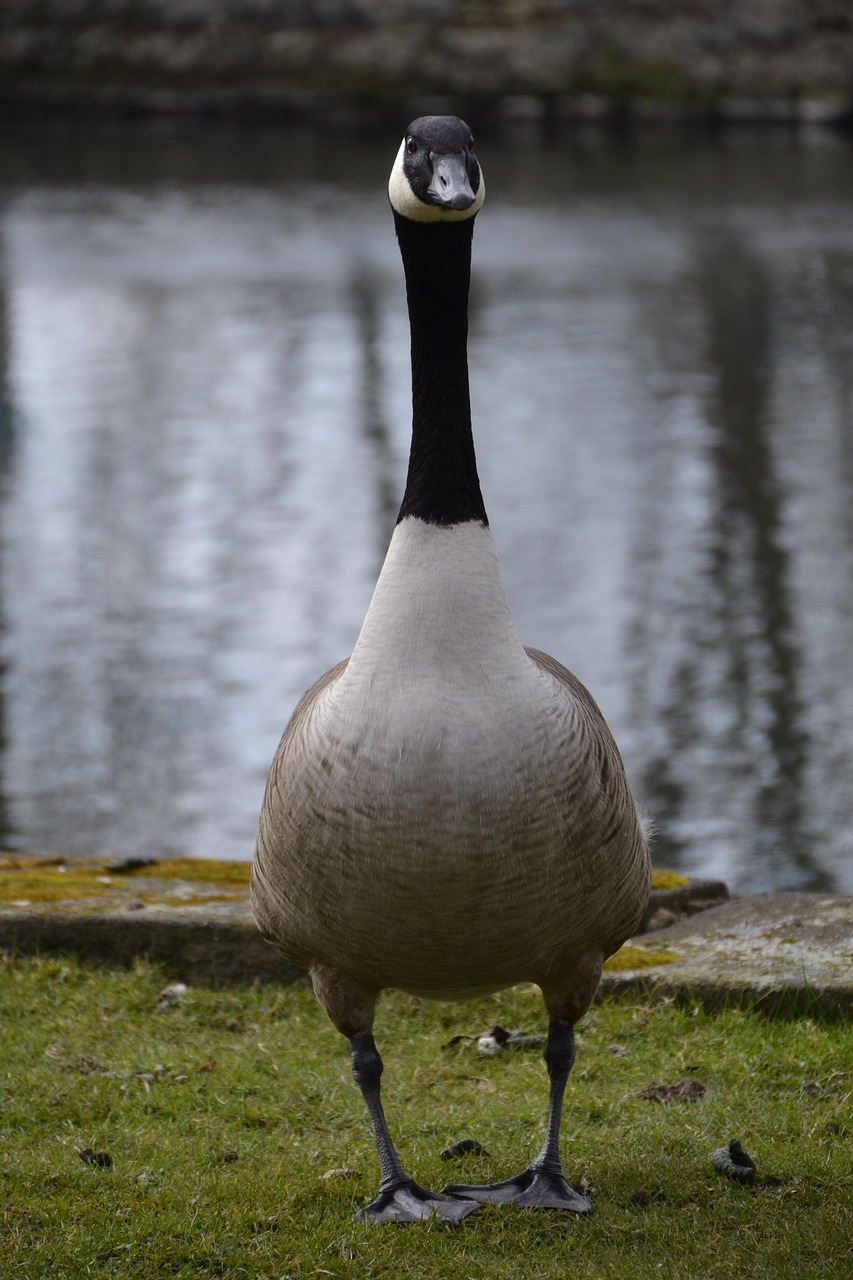 Animal Pájaro Cisne - Foto gratis en Pixabay - Pixabay