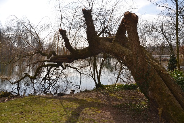 Water Nature Tree - Free photo on Pixabay - Pixabay