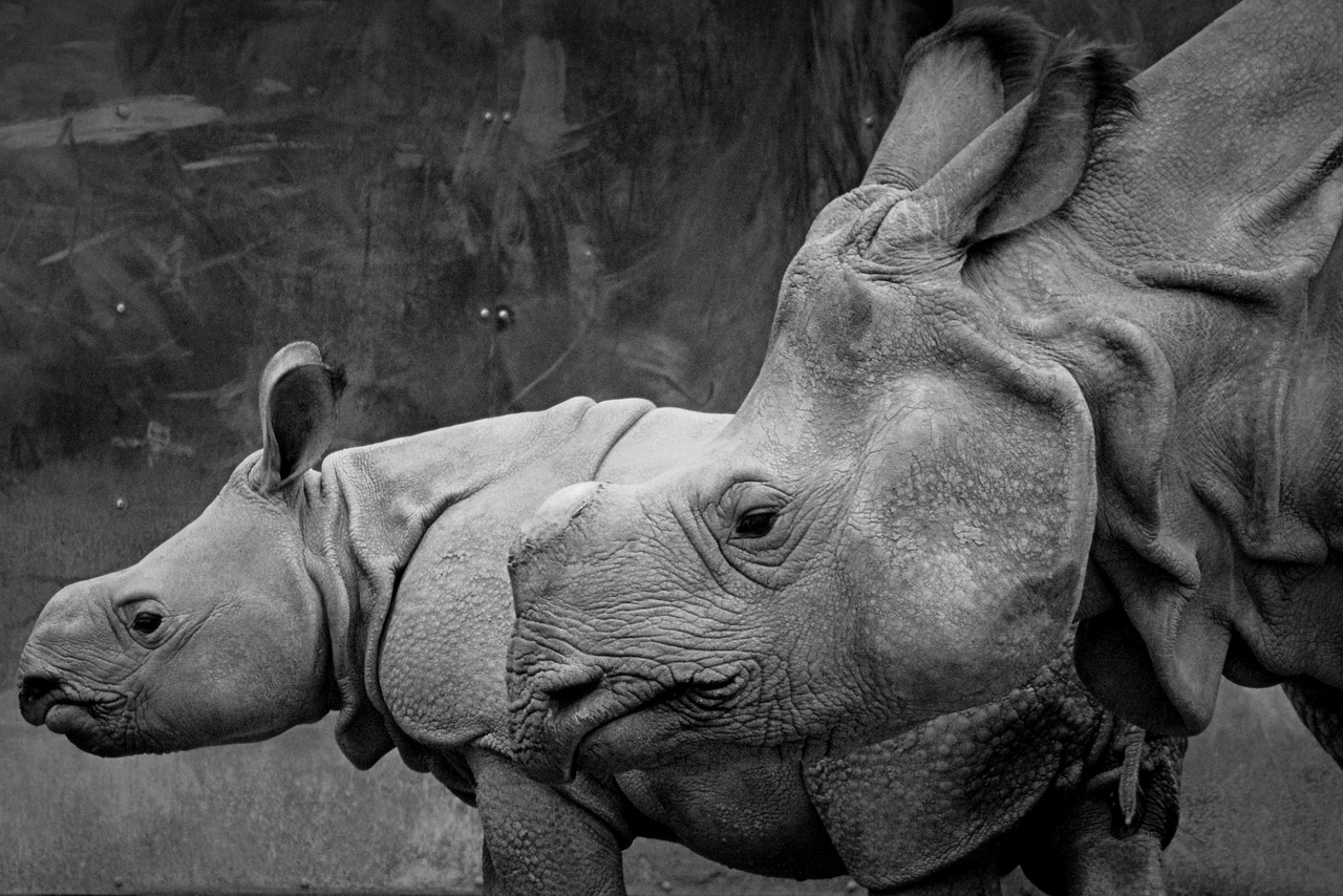 1,000+ Free Rhino图标 & Rhino Images - Pixabay