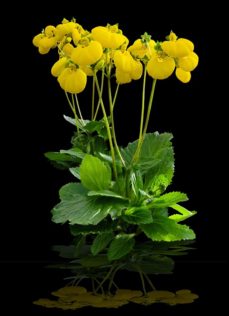 Flower Blossom Bloom Close - Free photo on Pixabay