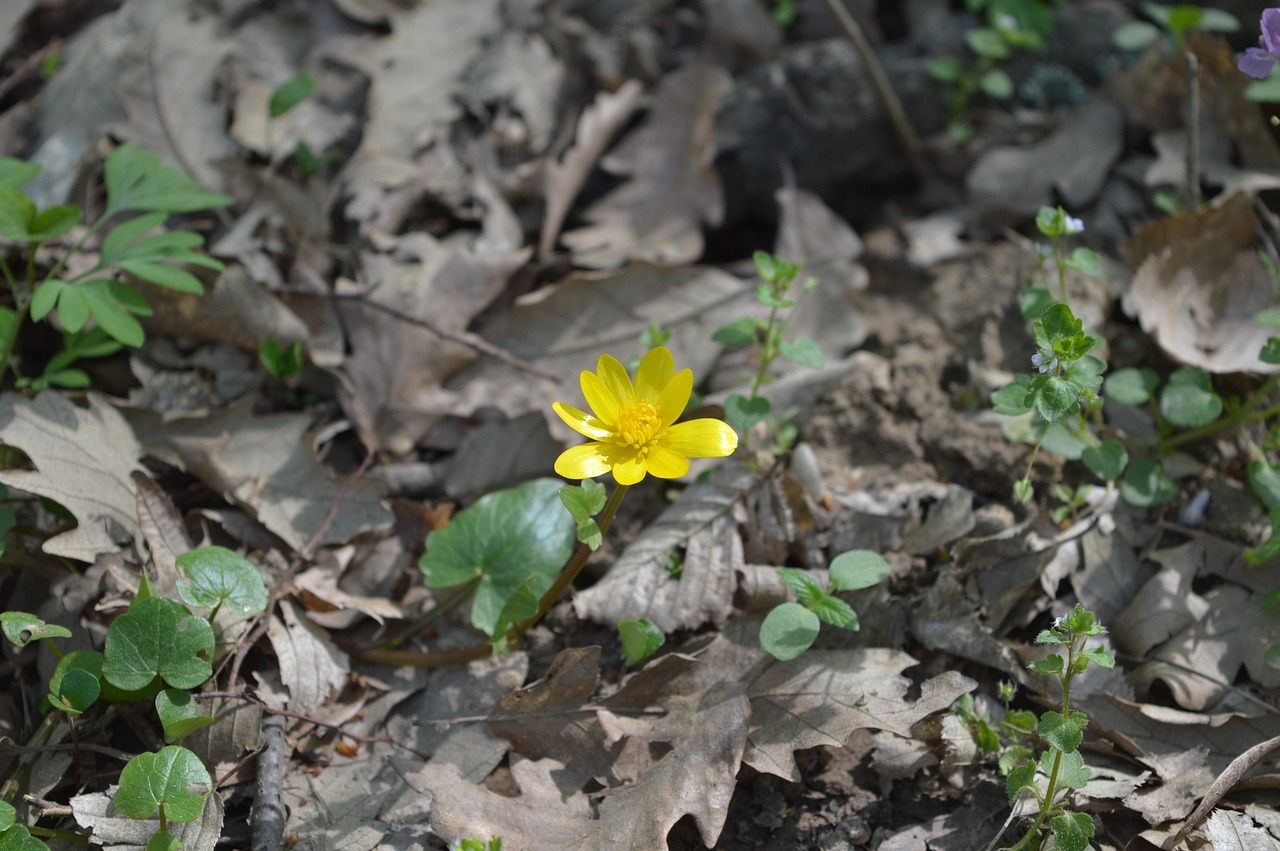 Yellow Flower Sunny Day Forest - Free photo on Pixabay - Pixabay
