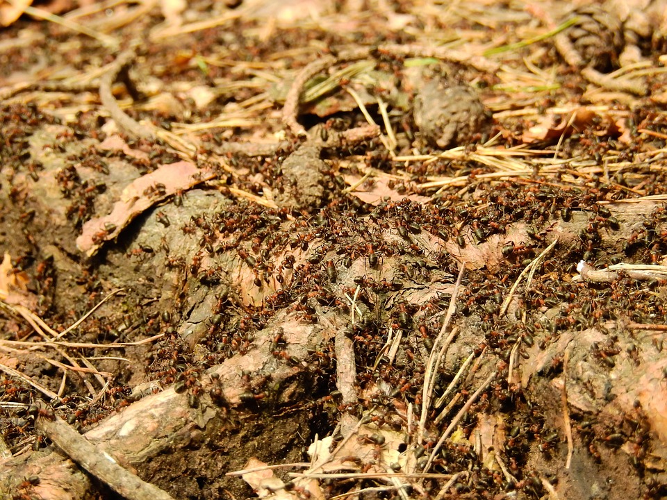 Hormigas Insecto Bosque Hormiga De - Foto gratis en Pixabay