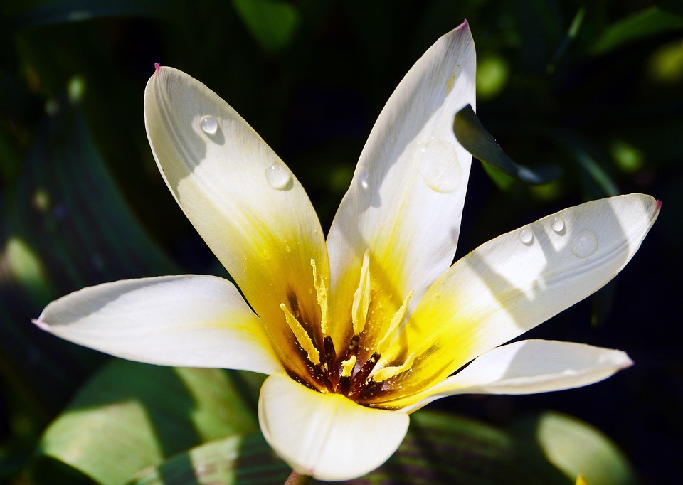 Tulipe Blanche Ouvert - Photo gratuite sur Pixabay - Pixabay