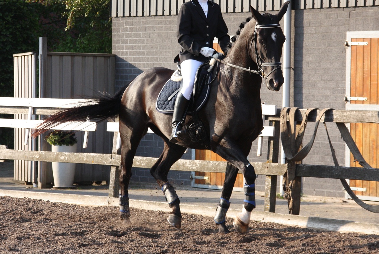 10,000+ Free Dressage Des Plats Video & Dressage Images - Pixabay
