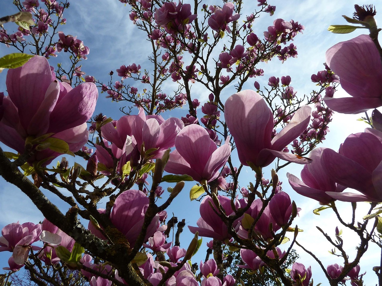 Magniolia Fleurs Arbre - Photo gratuite sur Pixabay - Pixabay