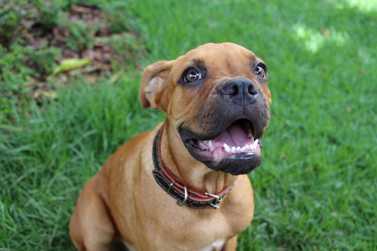 Dog Grass - Free photo on Pixabay