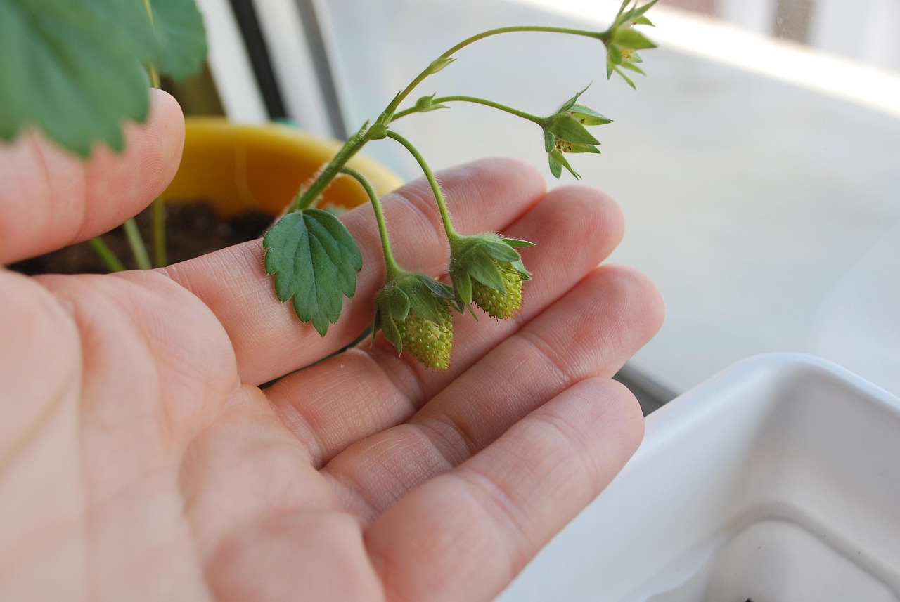 Strawberries Green Young - Free photo on Pixabay - Pixabay