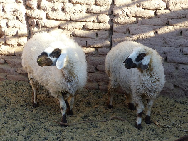 Iran Sheep Desert - Free photo on Pixabay - Pixabay