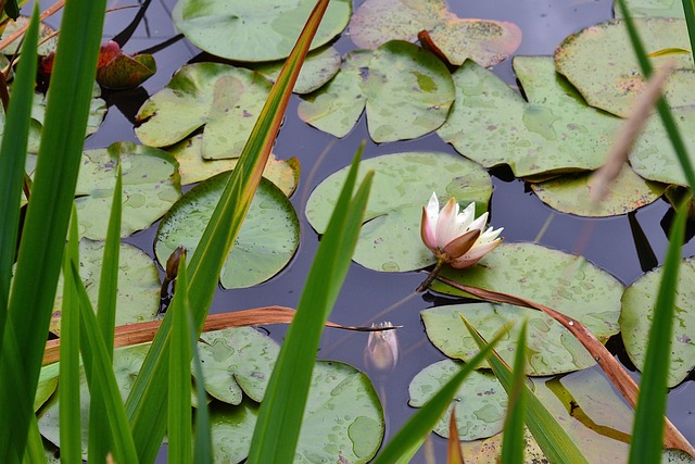 Daun Teratai Bunga Lili - Foto gratis di Pixabay - Pixabay