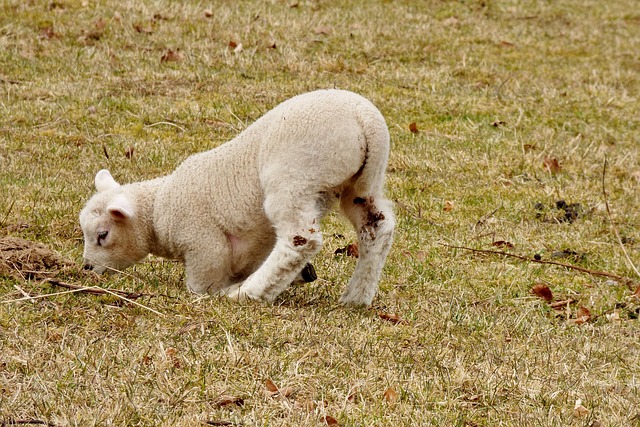 Animals Lamb Outdoor Life - Free photo on Pixabay
