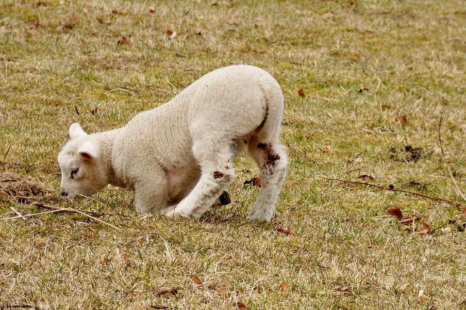 Animals Lamb Outdoor Life - Free photo on Pixabay