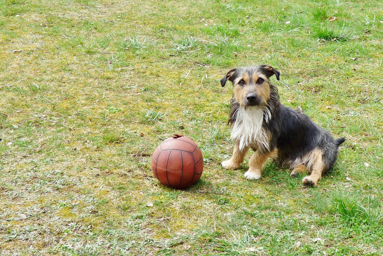 Cachorro Animais Cão Animal De - Foto gratuita no Pixabay - Pixabay