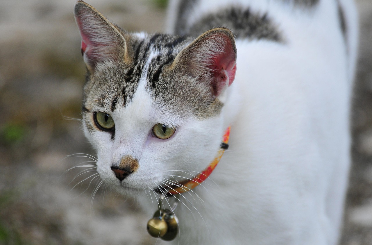 Cat Animals Mascot - Free photo on Pixabay
