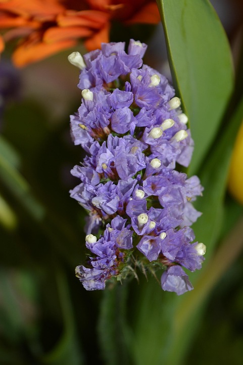 Beach Lavender Blossom Bloom - Free photo on Pixabay