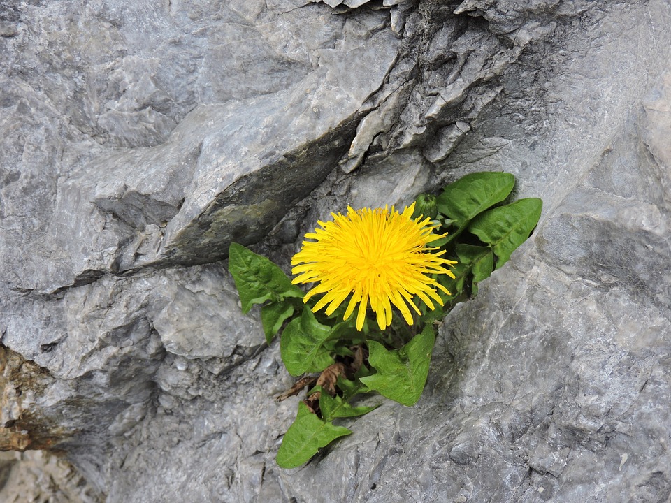 Dandelion Rock Flower - Free photo on Pixabay - Pixabay