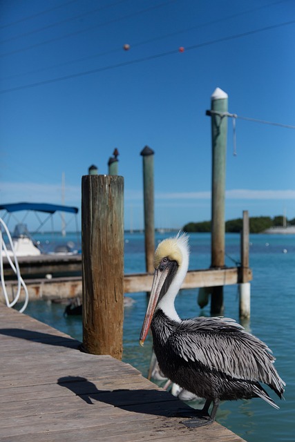 Pelican Florida Key West - Free photo on Pixabay - Pixabay