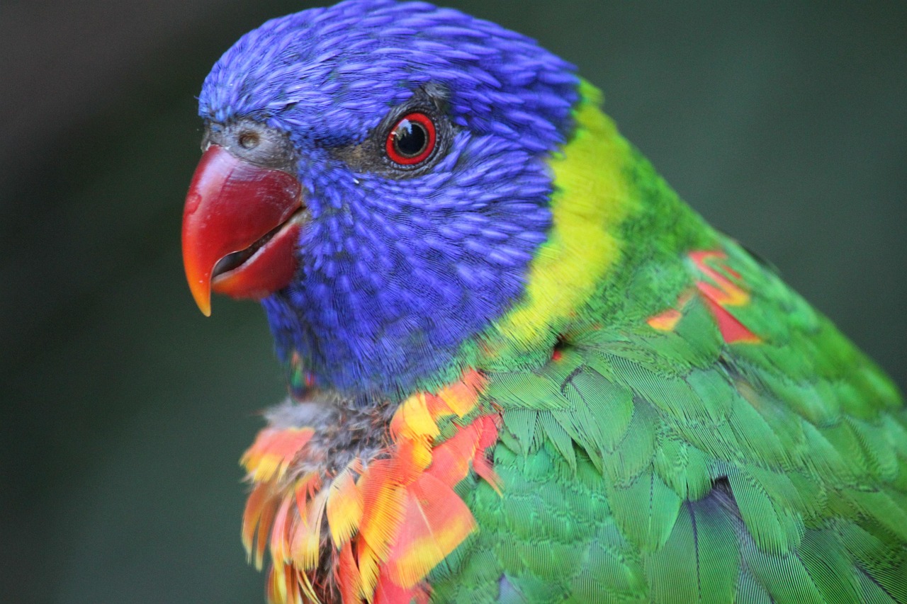 1,000+ Free Parakeet & Nature Images - Pixabay