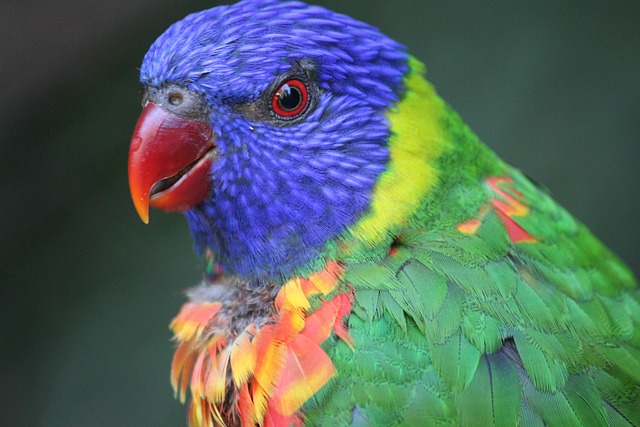 1,000+ Free Parakeet & Nature Images - Pixabay