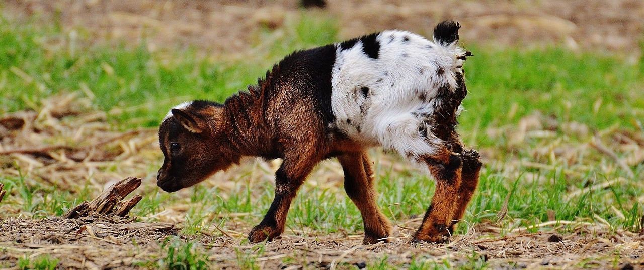 Free Goat Pictures and Images - Download 4,000+ High Quality Goat Pics ...