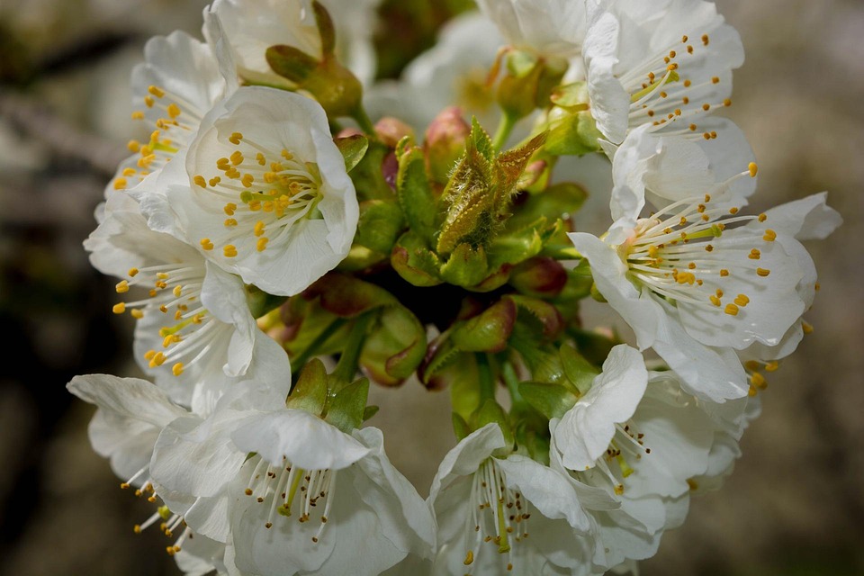 Flores Cereza Naturaleza - Foto gratis en Pixabay - Pixabay