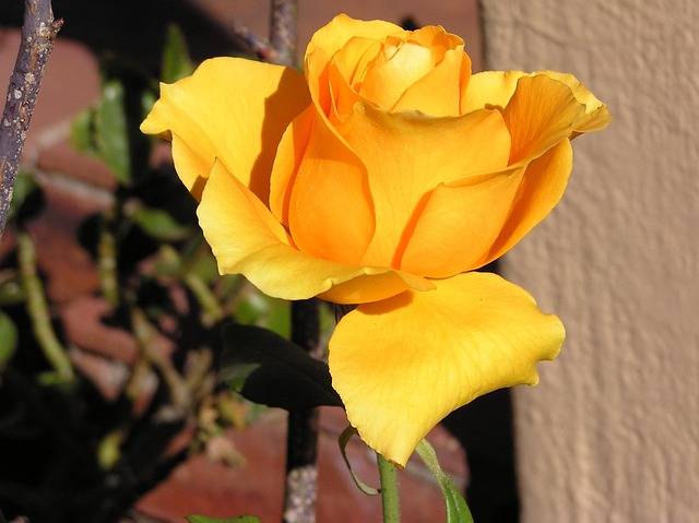 Bloem Roos - Gratis foto op Pixabay - Pixabay