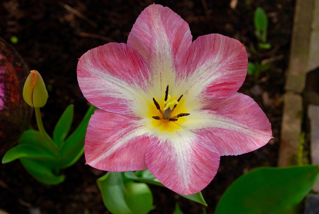 Prairie De Printemps Fleur - Photo gratuite sur Pixabay - Pixabay