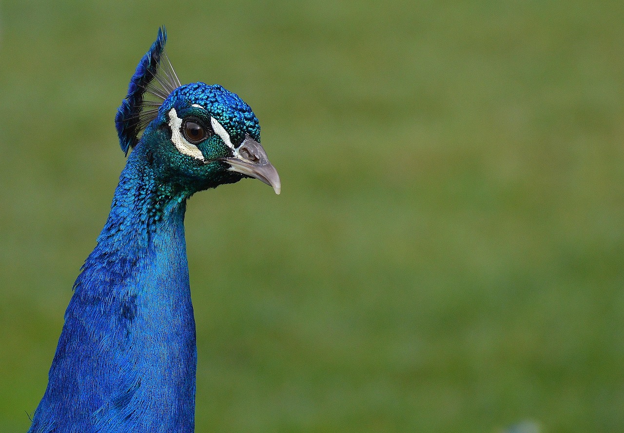 Peacock Bird Poultry - Free photo on Pixabay - Pixabay